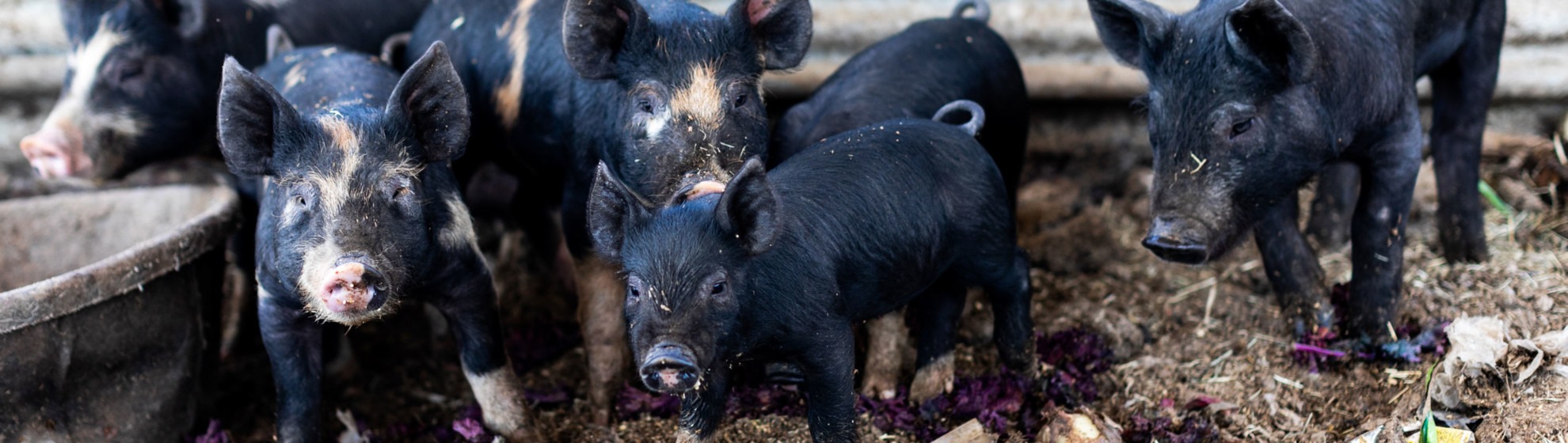Feeding San Diego Waste Disposal at Pig Farm – Feeding San Diego