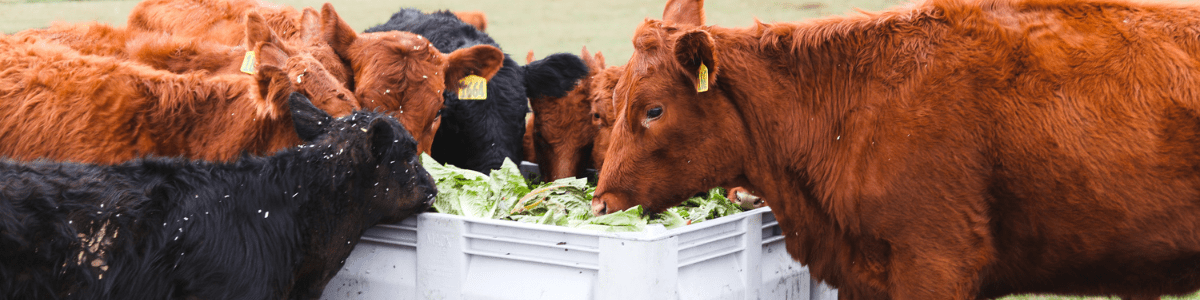 Connecting Local Farmers to Food Waste to Help Feed Animals – Feeding ...